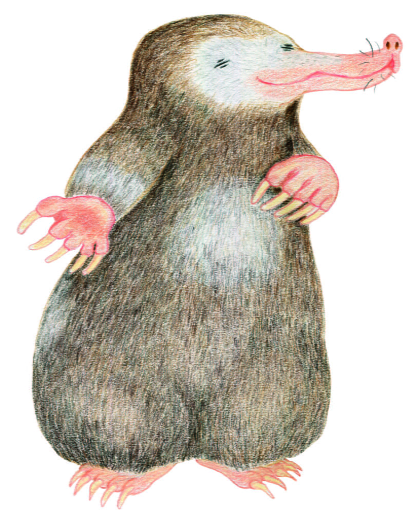 Hon har ritat Naturhistoriskas kända mullvad - VGRfokus - Dina nyheter ...